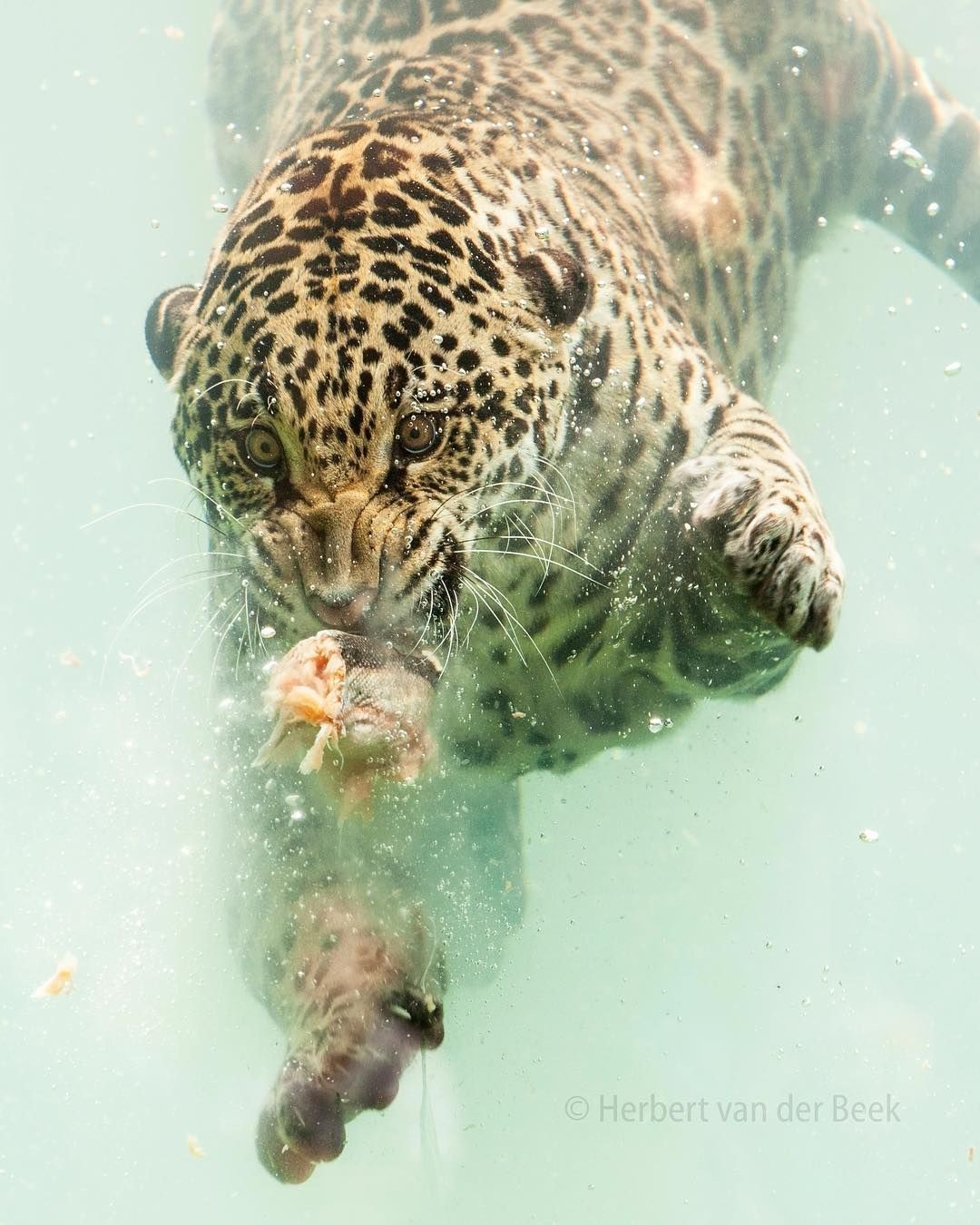 Photographer Captures An Incredibly Rare Moment When a Jaguar Dives For ...