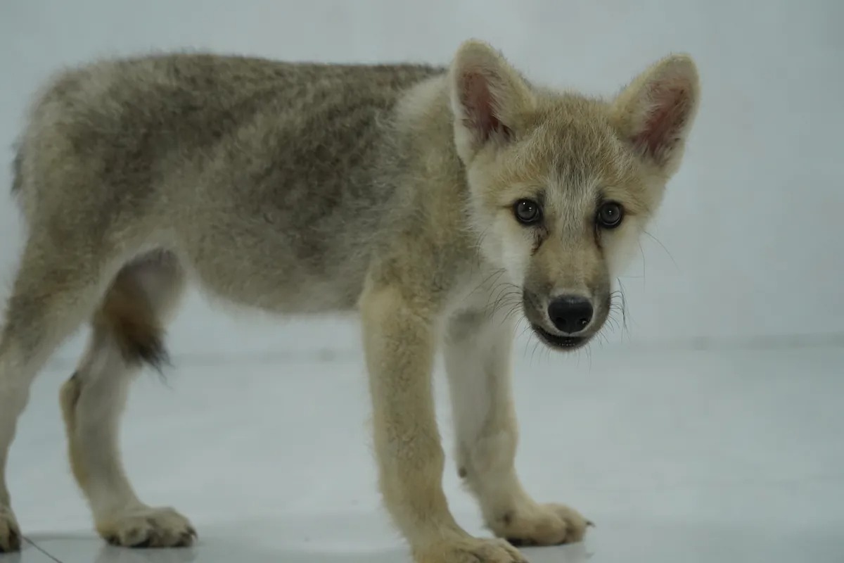 Chinese Scientists Have Cloned an Arctic Wolf For The First Time Ever ...