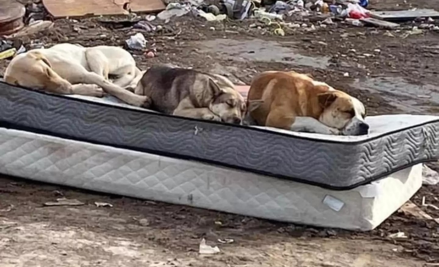 Dogs Saved from Dumpsite Reconvene a Year Later to Recreate Emotional ...