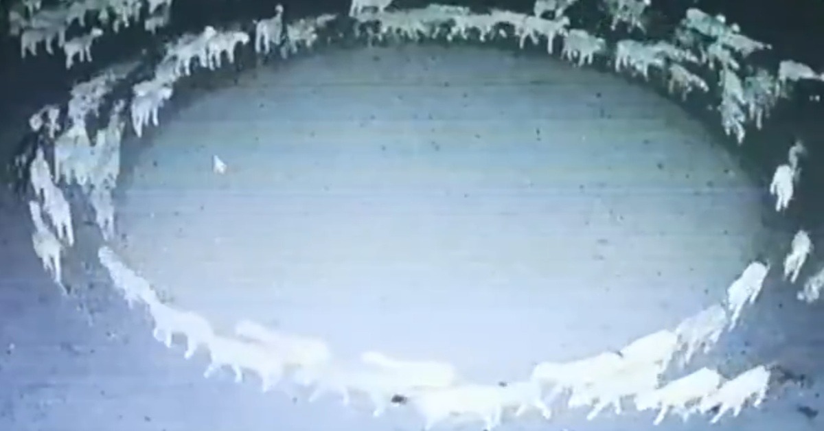 Unsolved Mysteries in China: Hundreds of Sheep Have Been Walking in ...