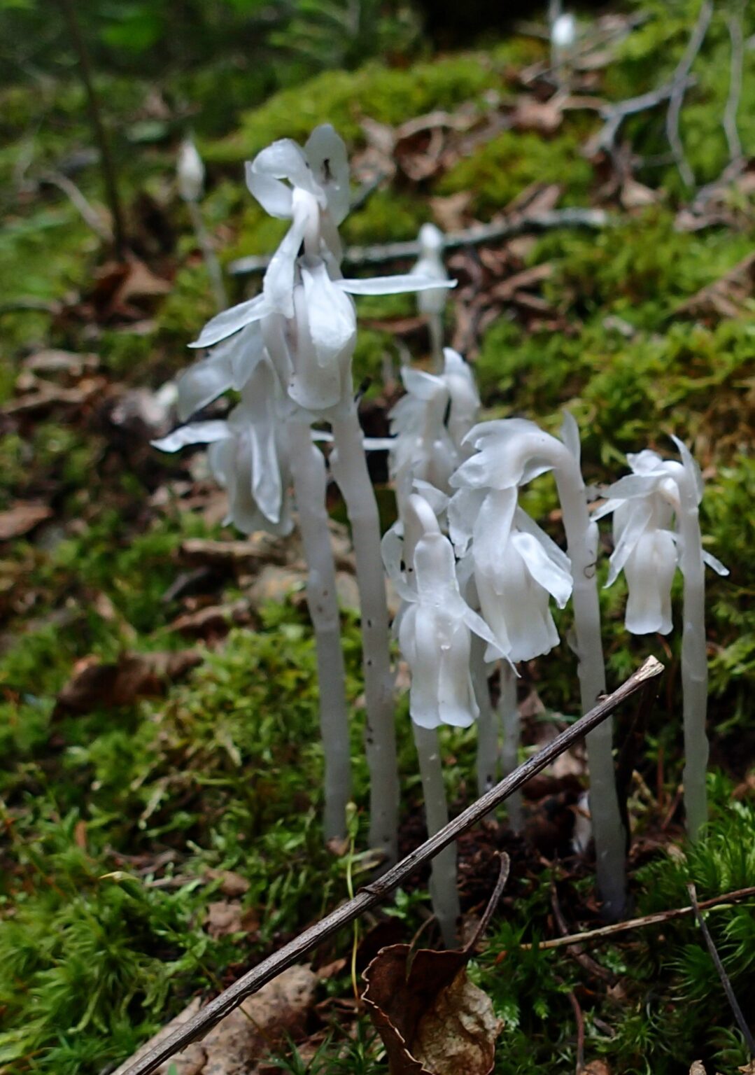 Monotropa Uniflora: One of Nature’s Spookiest Plants - Hasan Jasim