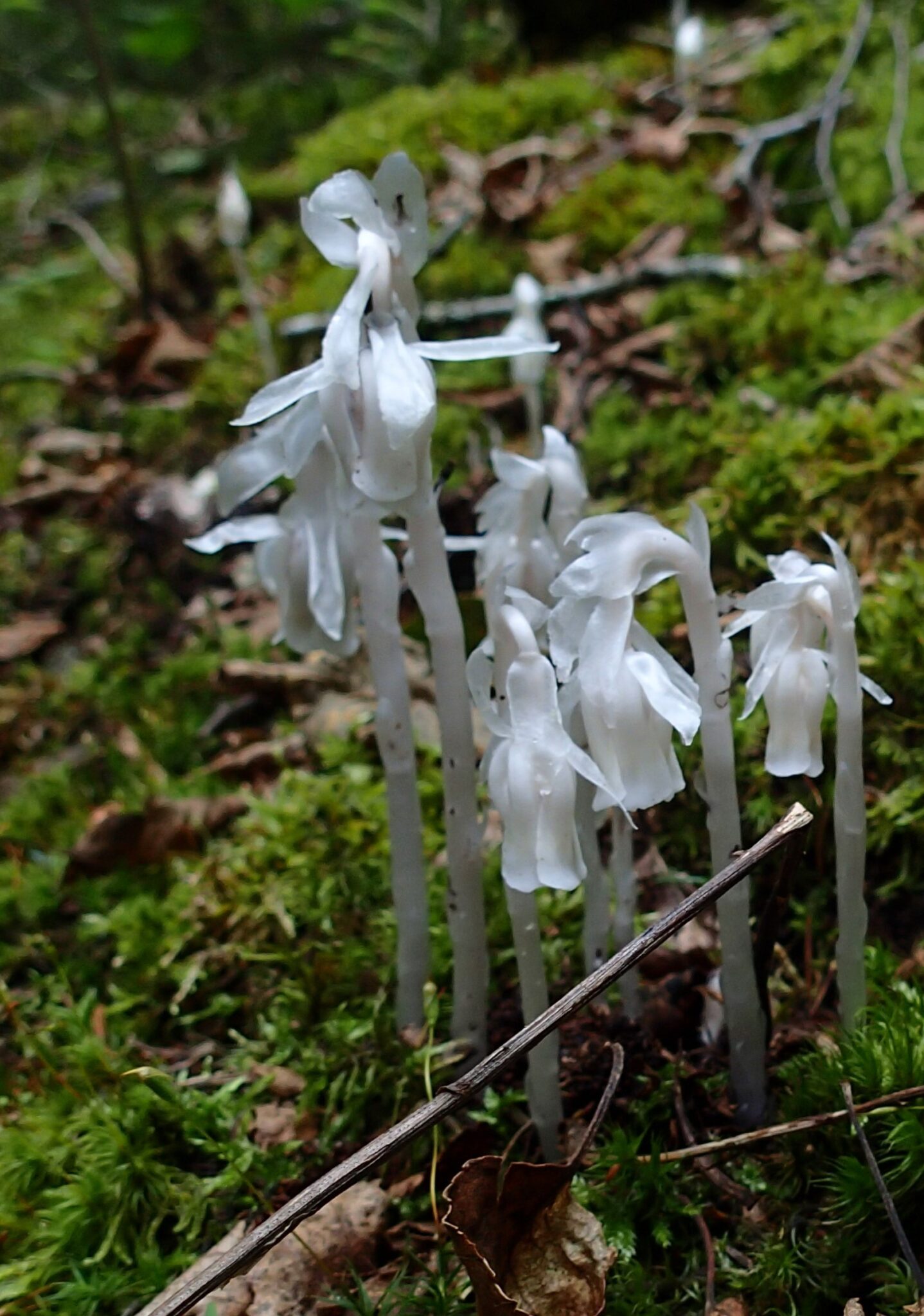 Monotropa Uniflora: One of Nature’s Spookiest Plants - Hasan Jasim