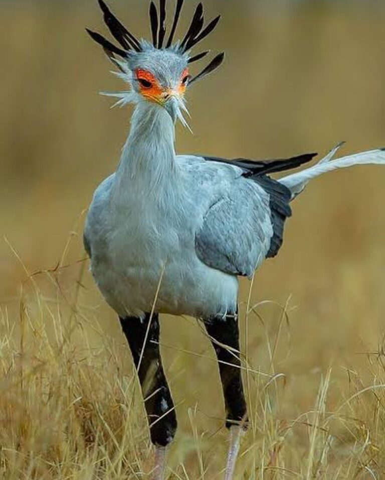 Secretary Birds Have More Luxurious Lashes Than Any Human We Know ...
