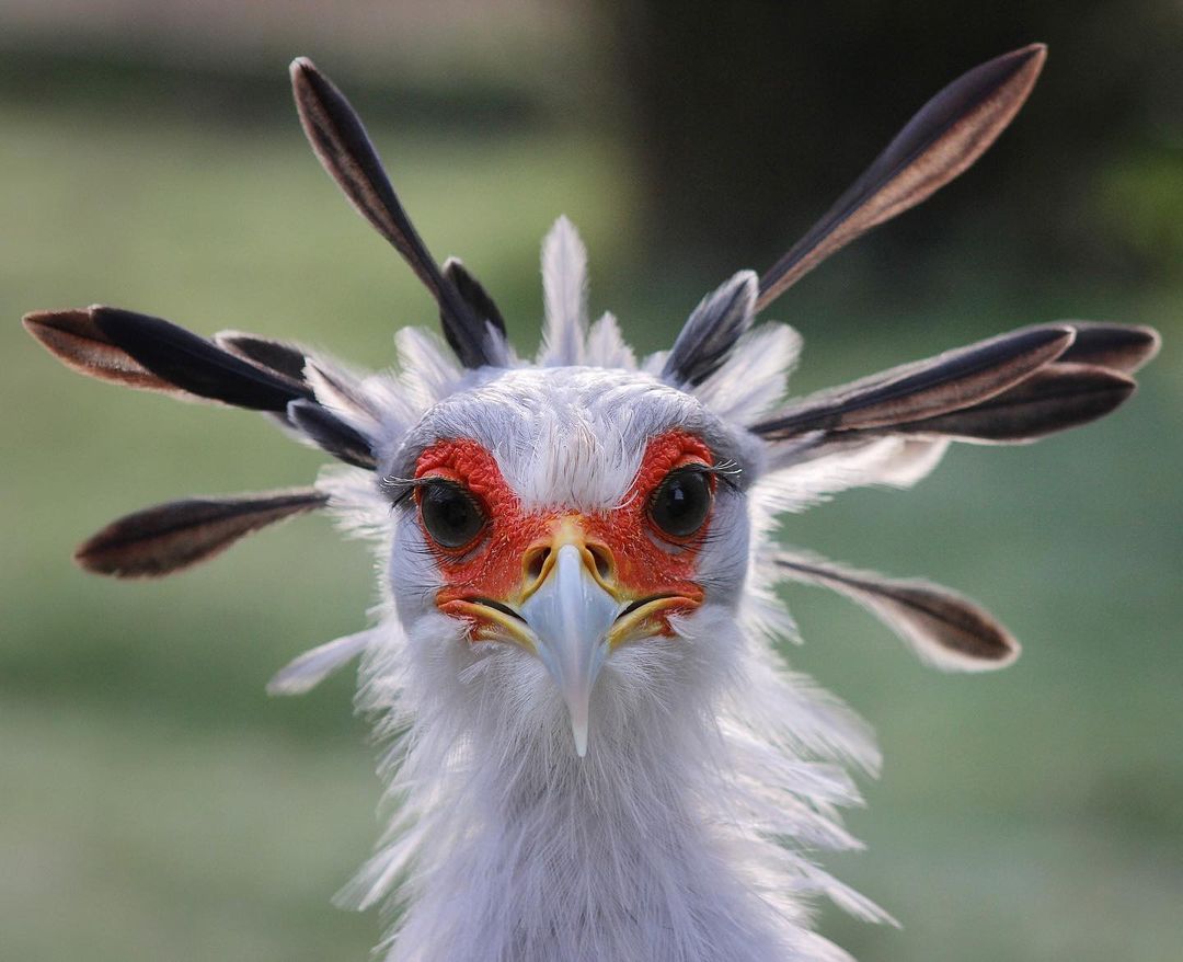 Secretary Birds Have More Luxurious Lashes Than Any Human We Know ...