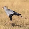 Secretary Birds Have More Luxurious Lashes Than Any Human We Know ...