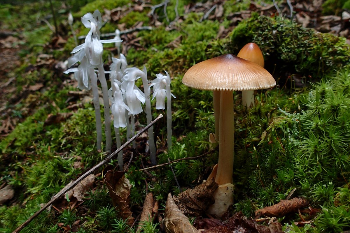 Monotropa Uniflora: One of Nature’s Spookiest Plants - Hasan Jasim