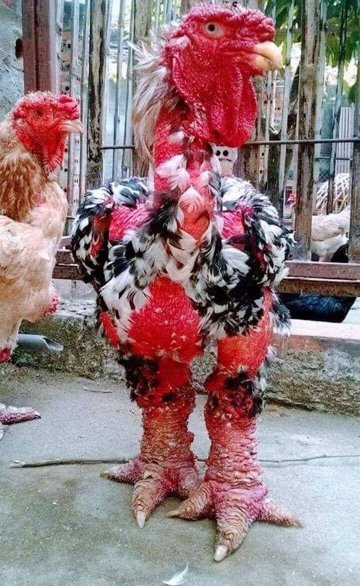 Dragon Chicken: Rare Vietnamese Dong Tao Chicken Can Cost Up To $2,000 ...