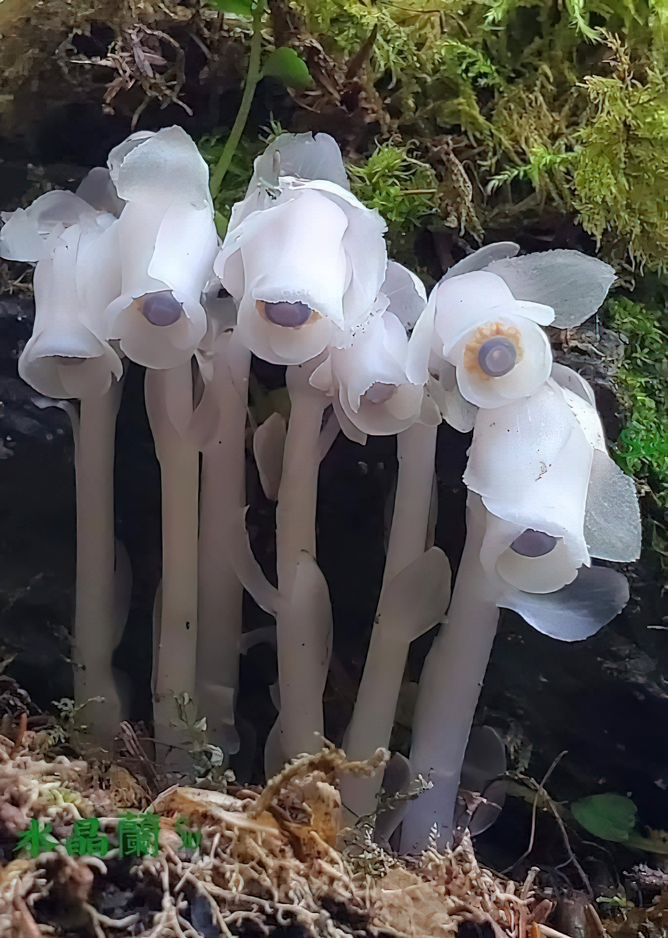 Monotropa Uniflora: One of Nature’s Spookiest Plants - Hasan Jasim