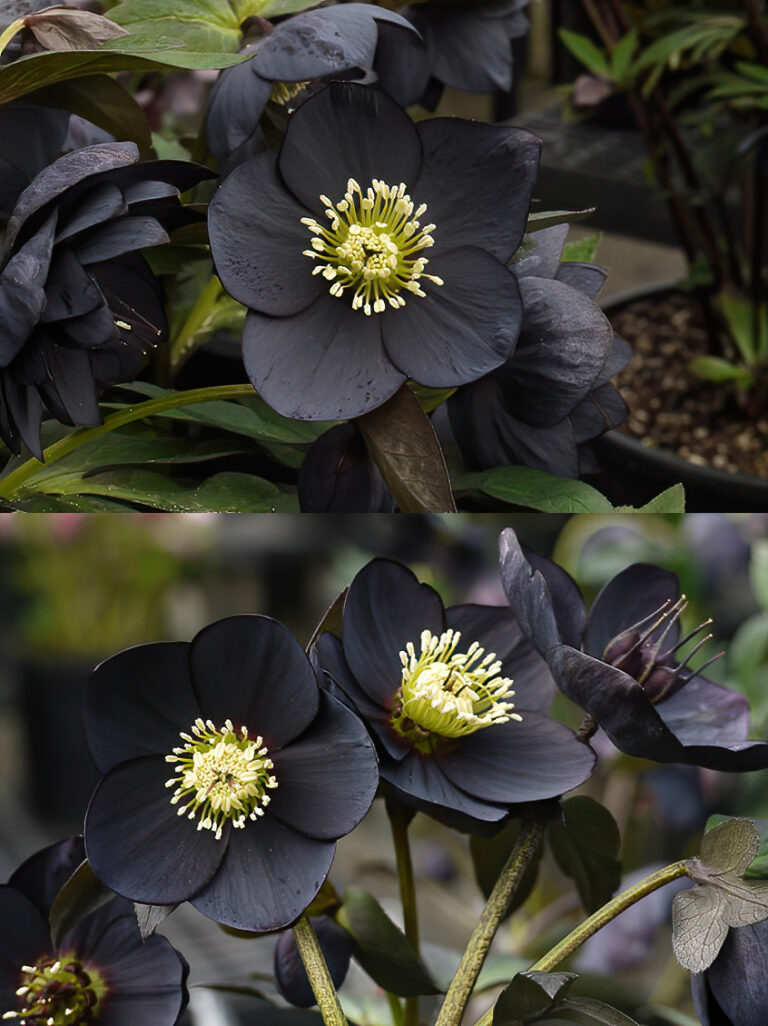 The Stunning Helleborus Black Beauty - Hasan Jasim