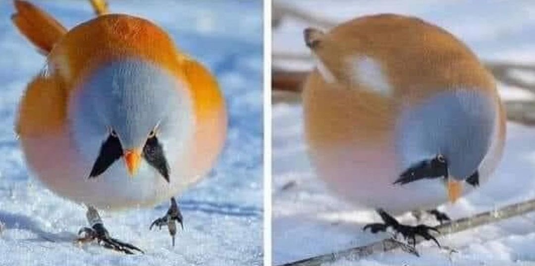 Bearded Reedlings Are The Cutest Birds We've Ever Seen - Hasan Jasim