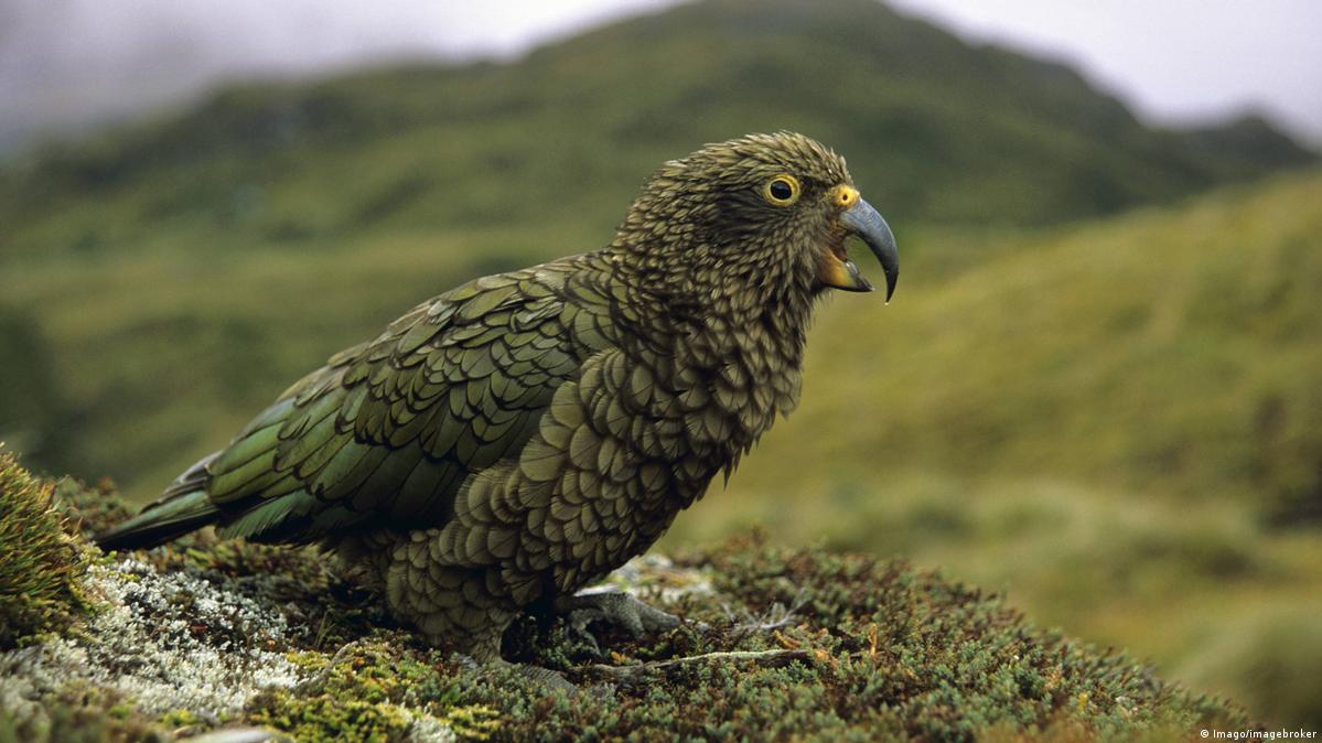 Kea Birds Are The Only Mountain Parrots In The World And They’re Facing ...