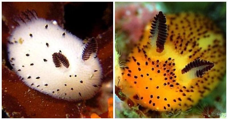 Meet The Adorable ‘Sea Bunnies’, The Sea Creatures That Japan Has ...