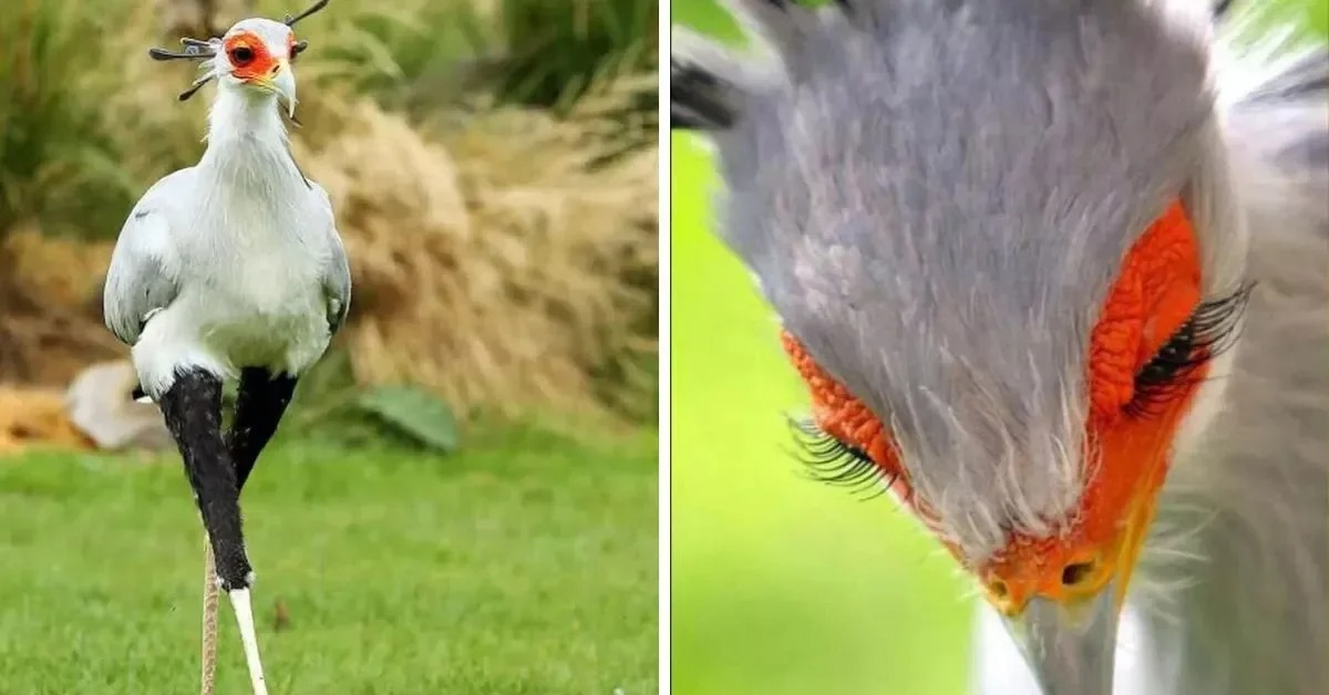 Secretary Birds Have More Luxurious Lashes Than Any Human We Know ...