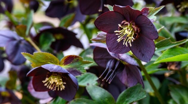 The Stunning Helleborus Black Beauty - Hasan Jasim