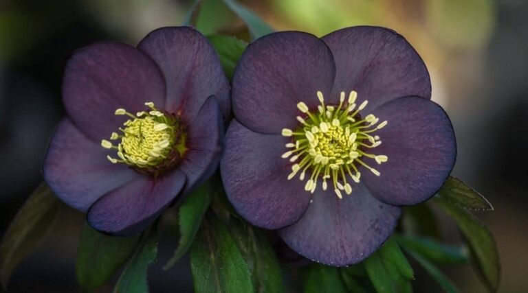 The Stunning Helleborus Black Beauty - Hasan Jasim