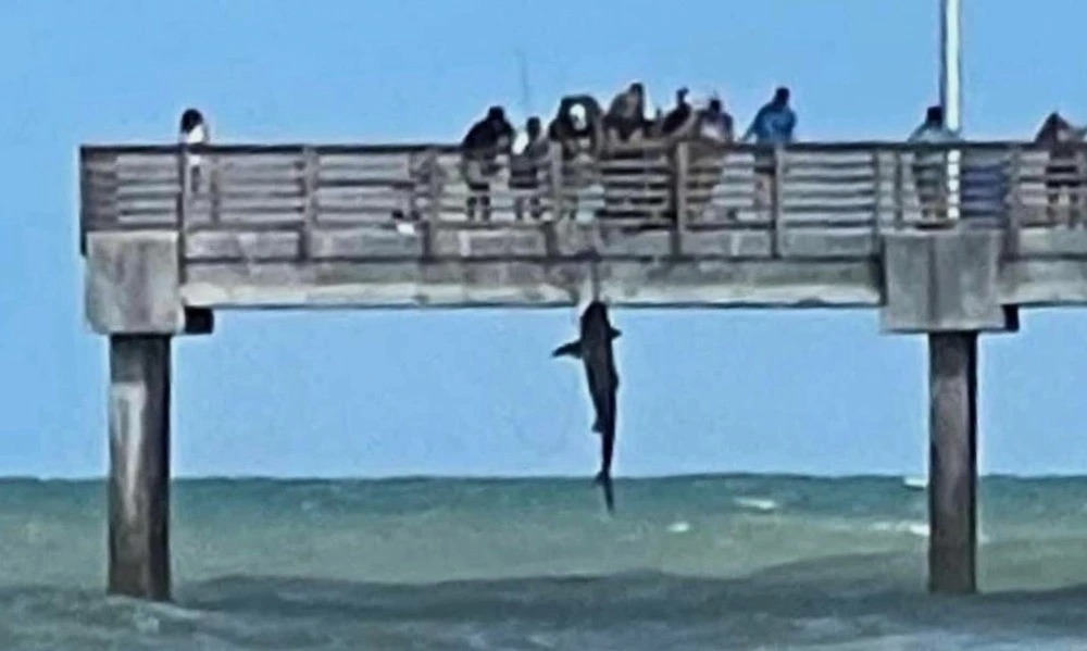 Fisherman Captures The 'Craziest Thing' He's Ever Seen on a Fishing ...
