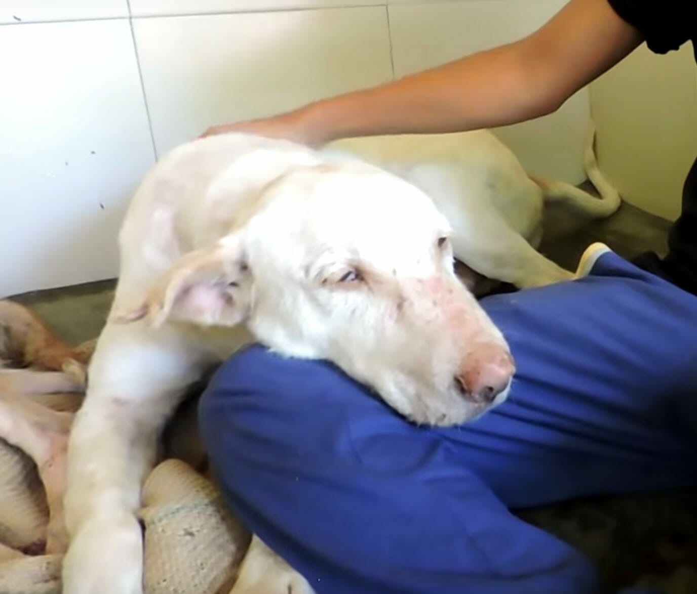 Dog is found dying by the side of the road, 2 months later his ...
