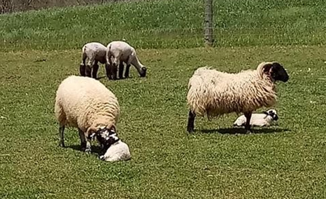 This Story Brought Tears To My Eyes! Something I’ve Learned From Sheep ...