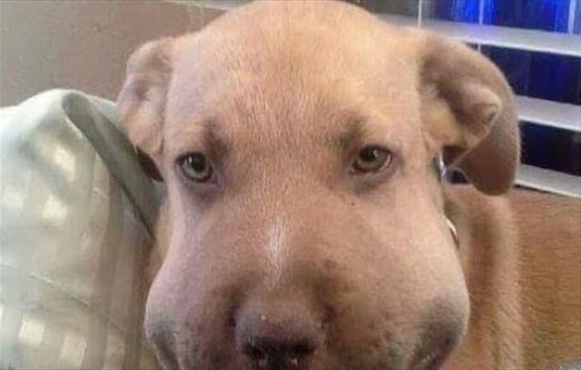 After Closer Inspection Of This Dog’s Face The Vet Realized How Serious ...