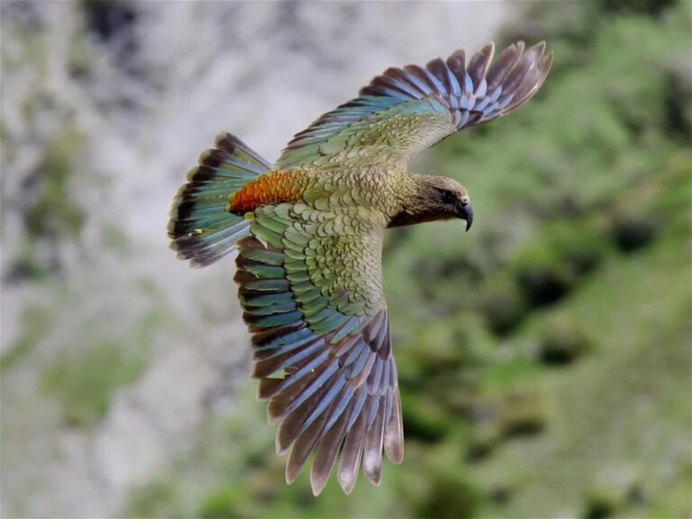 Kea Birds Are The Only Mountain Parrots In The World And They’re Facing ...