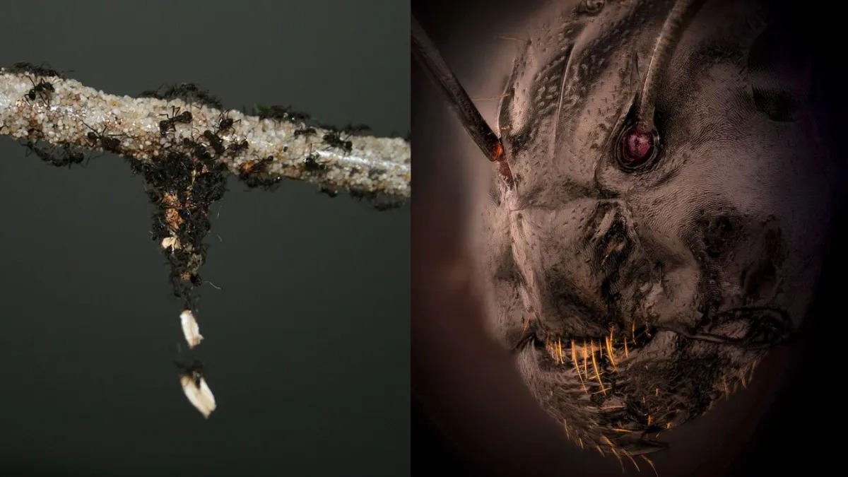 ‘Horror’: Lithuanian Photographer Captures An Ant Really Up Close ...