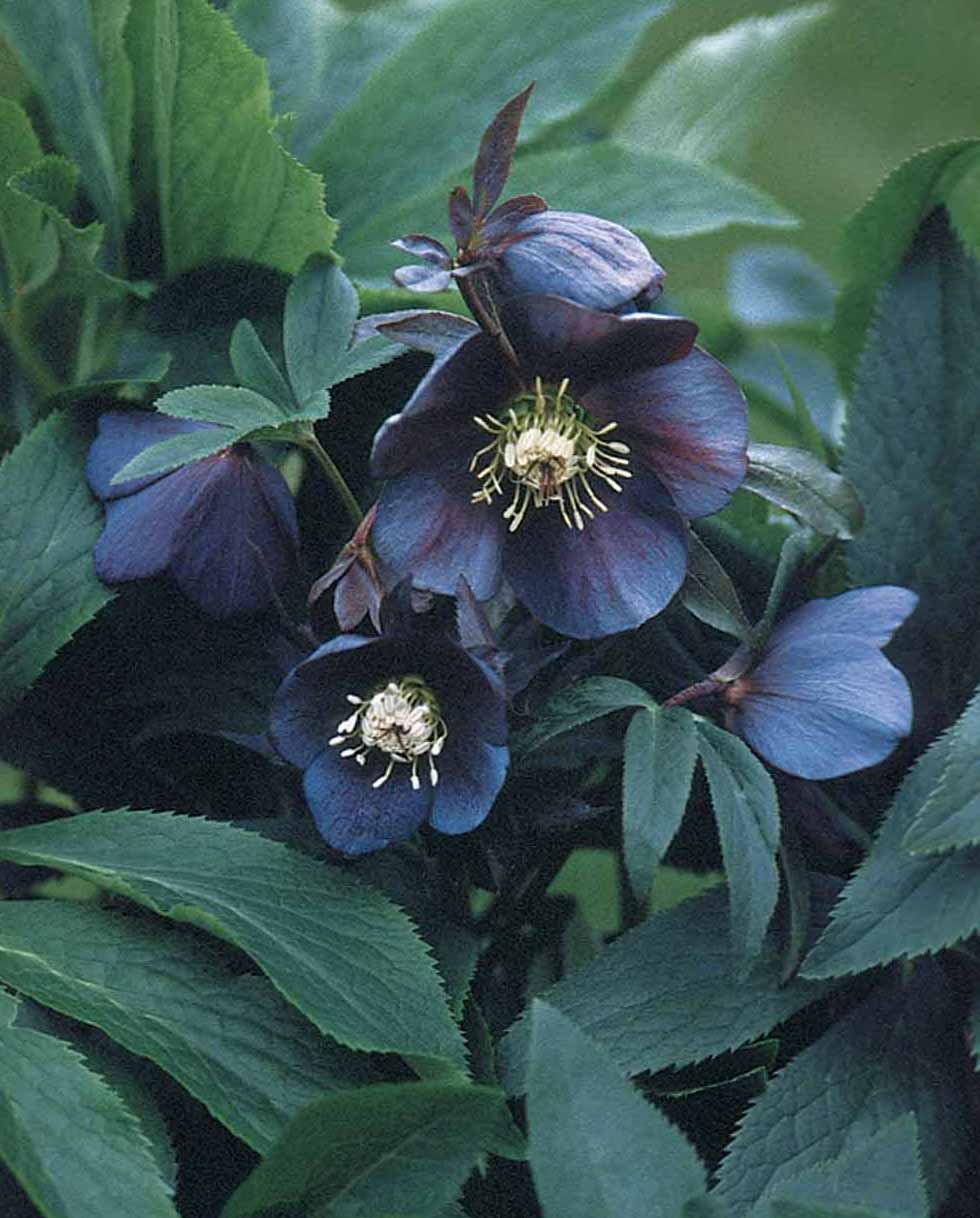 The Stunning Helleborus Black Beauty - Hasan Jasim