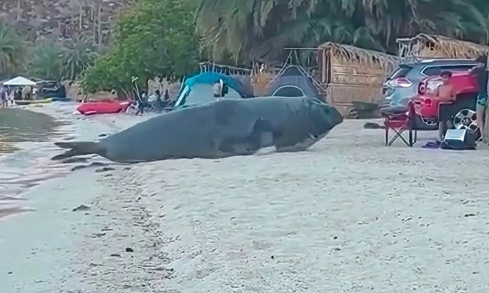 Watch: A Massive Sea Creature Startles A Family On A Mexican Beach ...