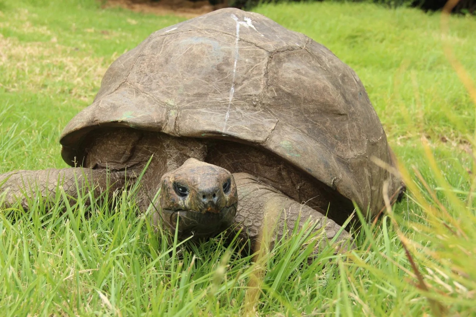 Jonathan, The World’s Oldest Tortoise And The Oldest Living Land Mammal ...