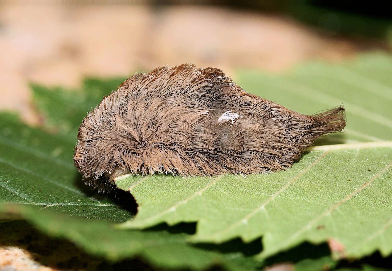 When sitting on a bench, they noticed a strange little creature ...