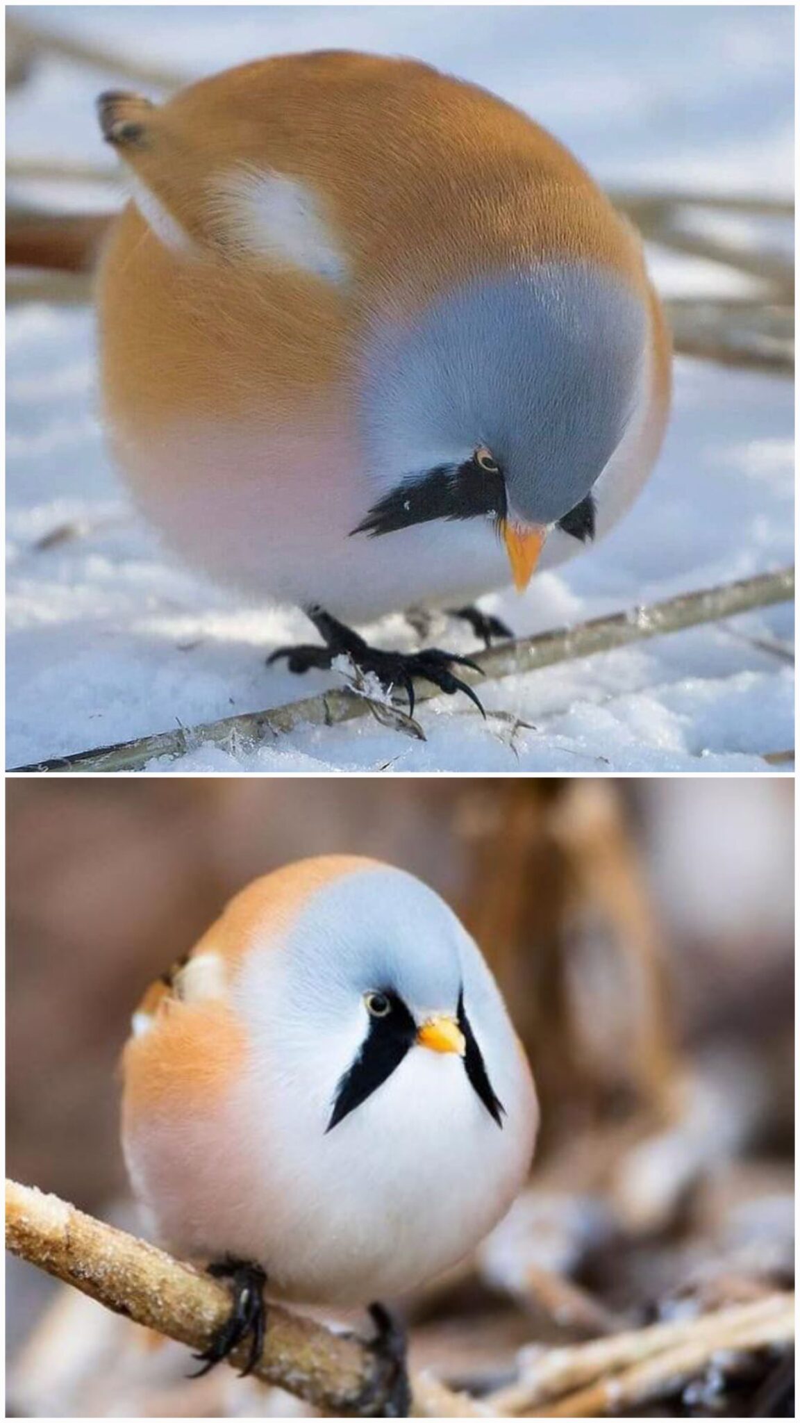 Bearded Reedlings Are The Cutest Birds We've Ever Seen - Hasan Jasim