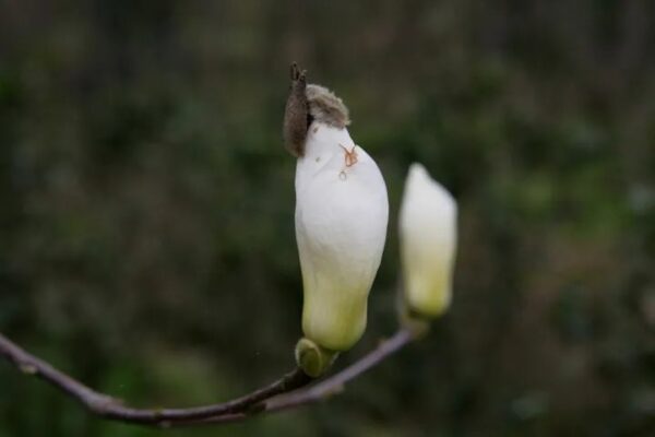 Yulan Magnolia Flowers Just Look Like Beautiful Birds - Hasan Jasim