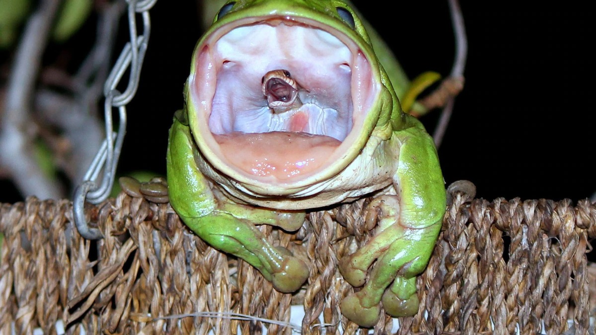 The Story Behind the Epic Photo of a Snake-Swallowing Frog - Hasan Jasim