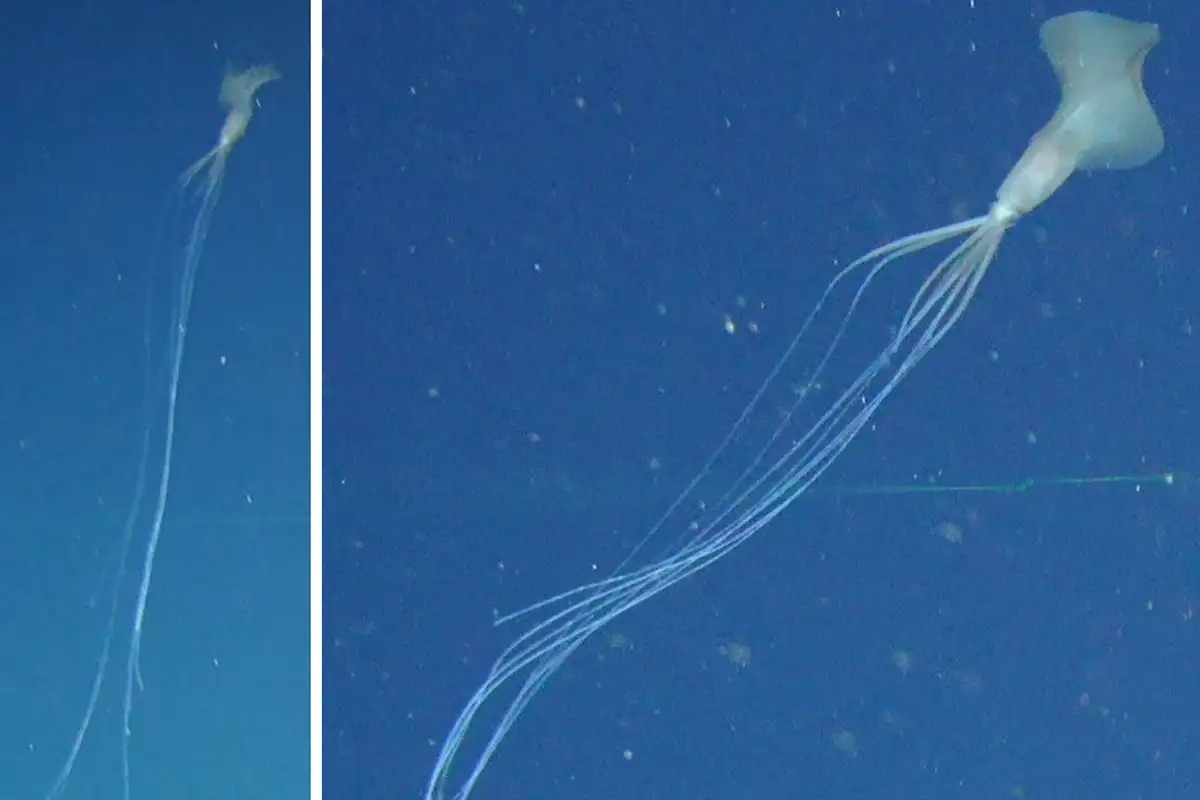 A Glimpse into the Abyss: Rare Photo of Elusive Big-Fin Squid - Hasan Jasim