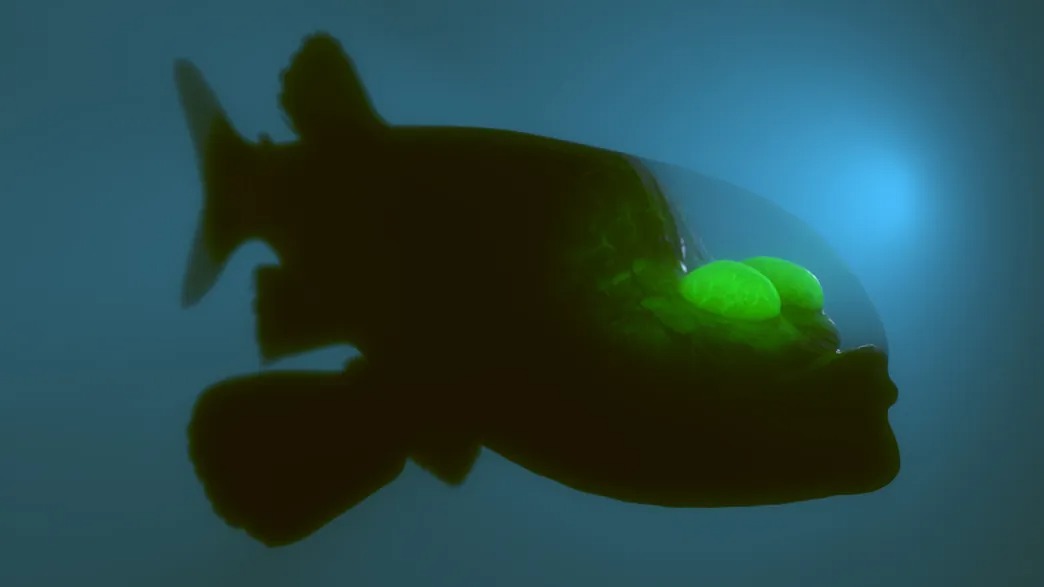 Watch This Fish That Looks Alien Flaunts Its See-Through Head in ...