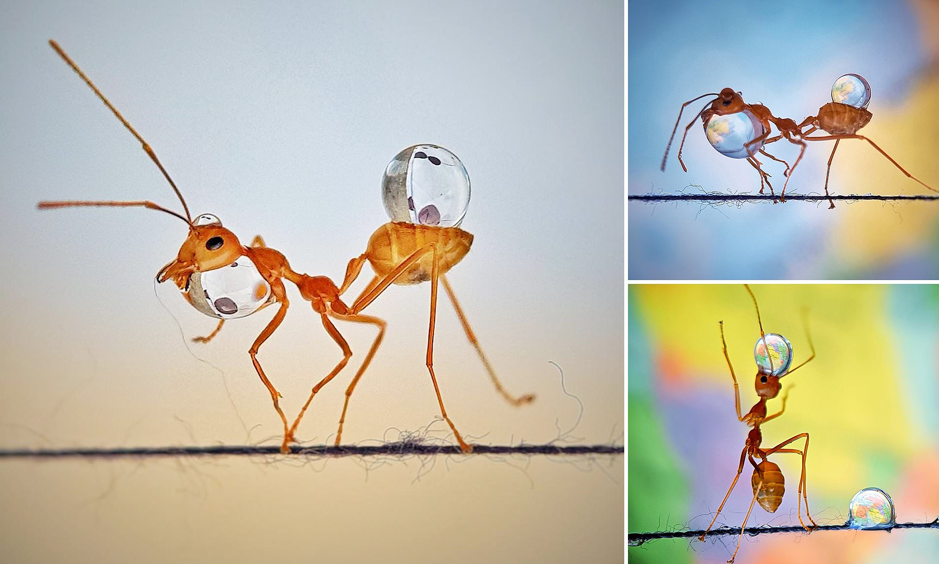 That is Ant-Tastic! Incredible Smartphone Photos Show Hardworking ...