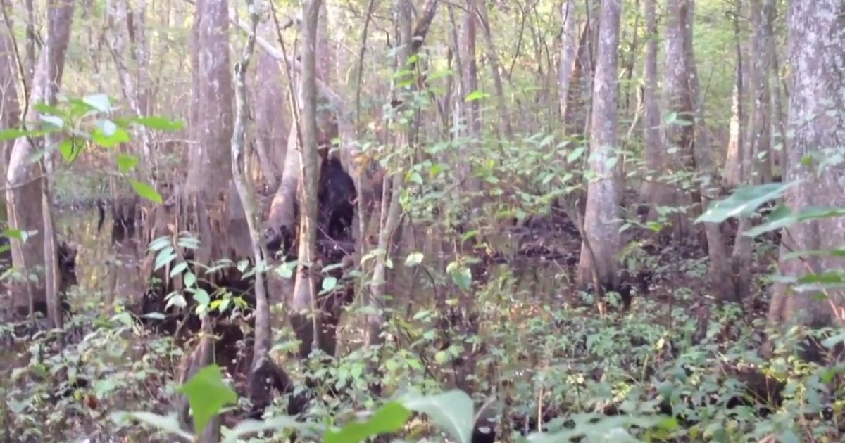 A man “sees” Bigfoot and records the “greatest footage ever recorded ...