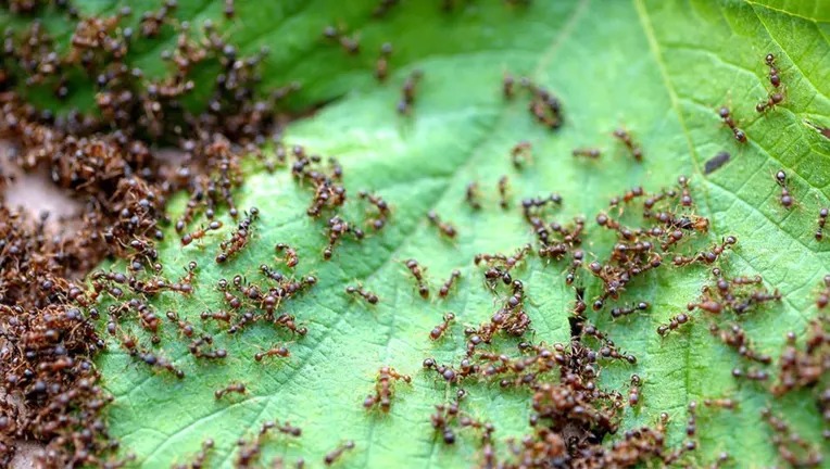 Study finds, ants outnumber all birds and mammals combined on Earth ...