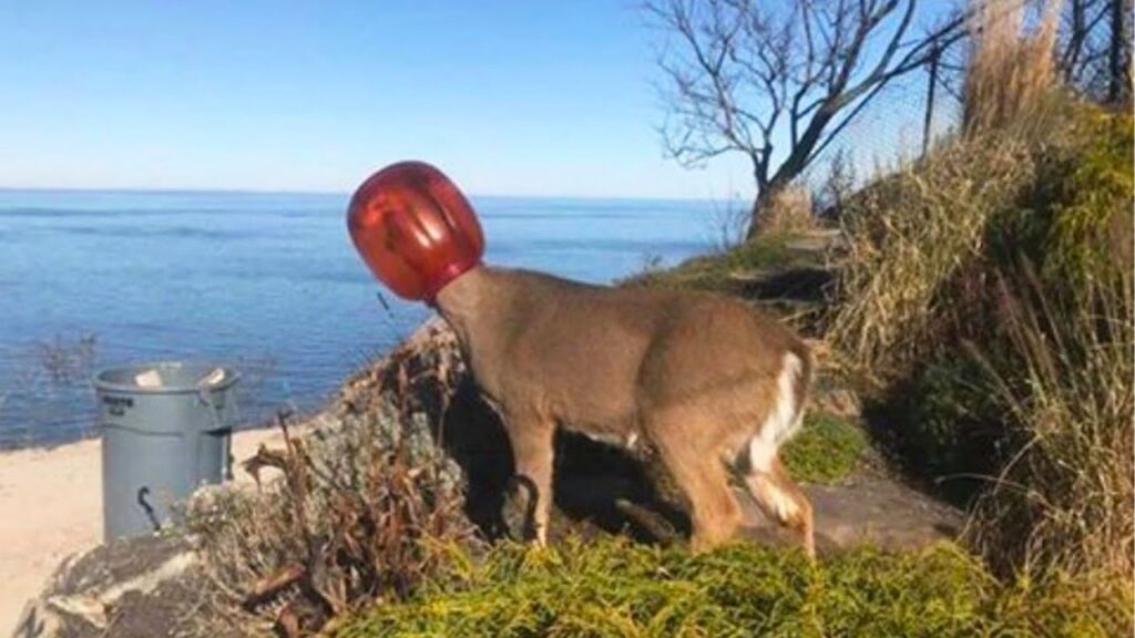 Neighbor finds ‘alien’ object in their backyard that has the internet ...