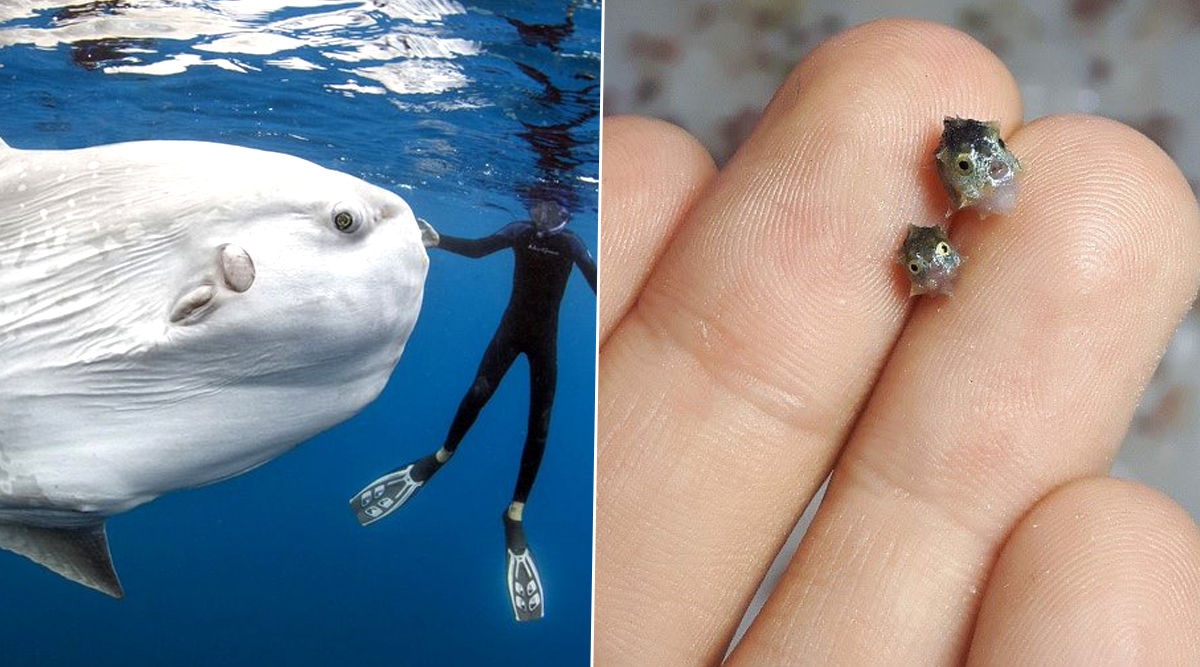 Tiny Sunfish Babies Blow Up the Internet: Unveiling the Ocean’s ...