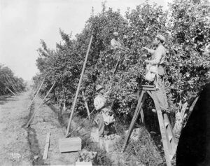 The Appalachian Apple Hunter Who Saved 1200 Lost Varieties - Hasan Jasim