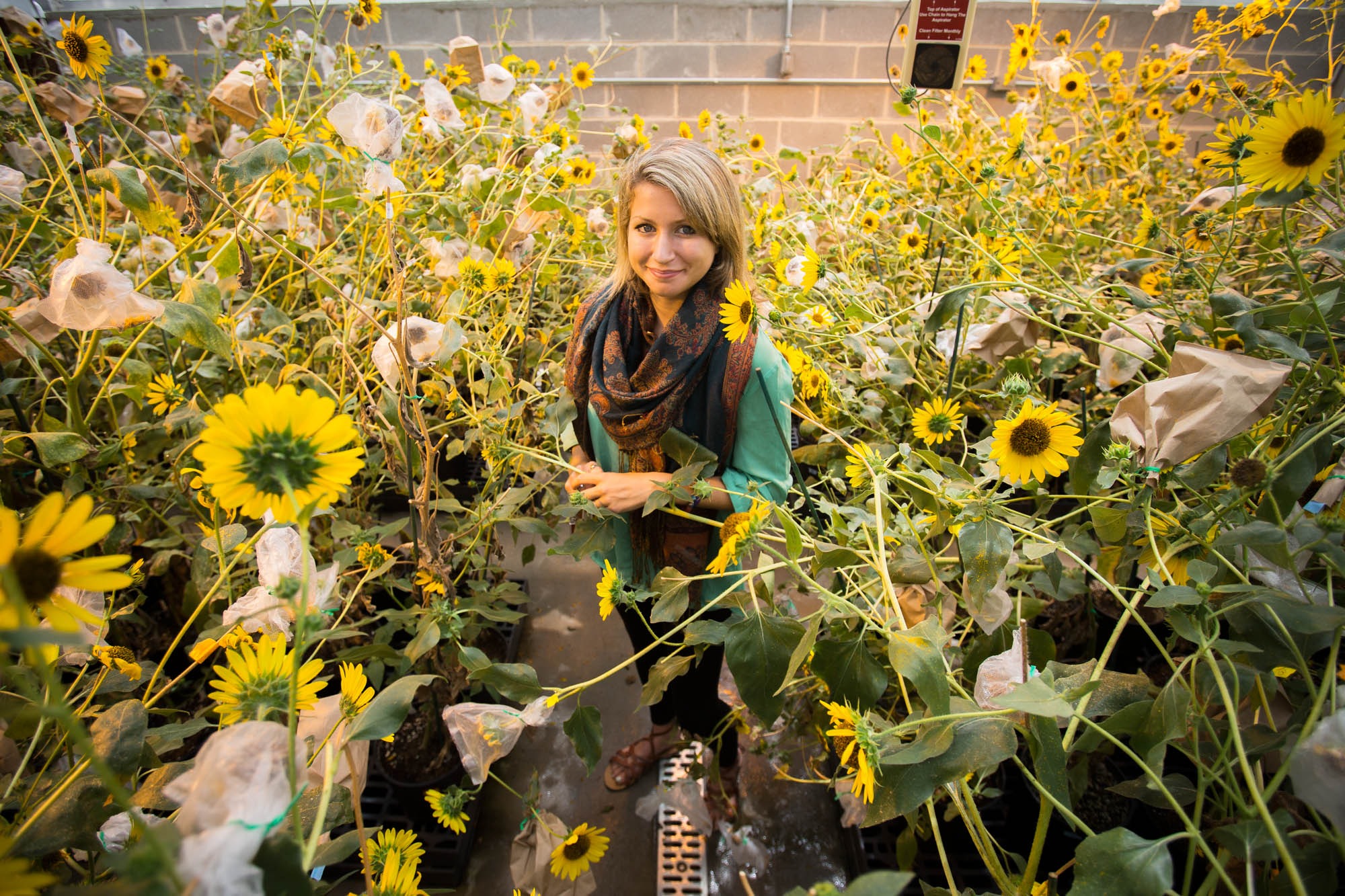 U.Va. Undergraduate Researcher Studies Sunflowers' Power To Clean Up ...