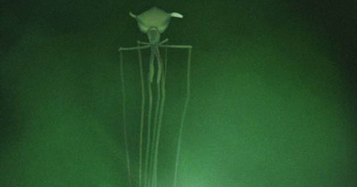 A Glimpse into the Abyss: Rare Photo of Elusive Big-Fin Squid - Hasan Jasim
