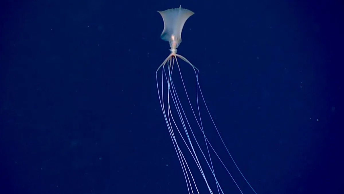 A Glimpse into the Abyss: Rare Photo of Elusive Big-Fin Squid - Hasan Jasim