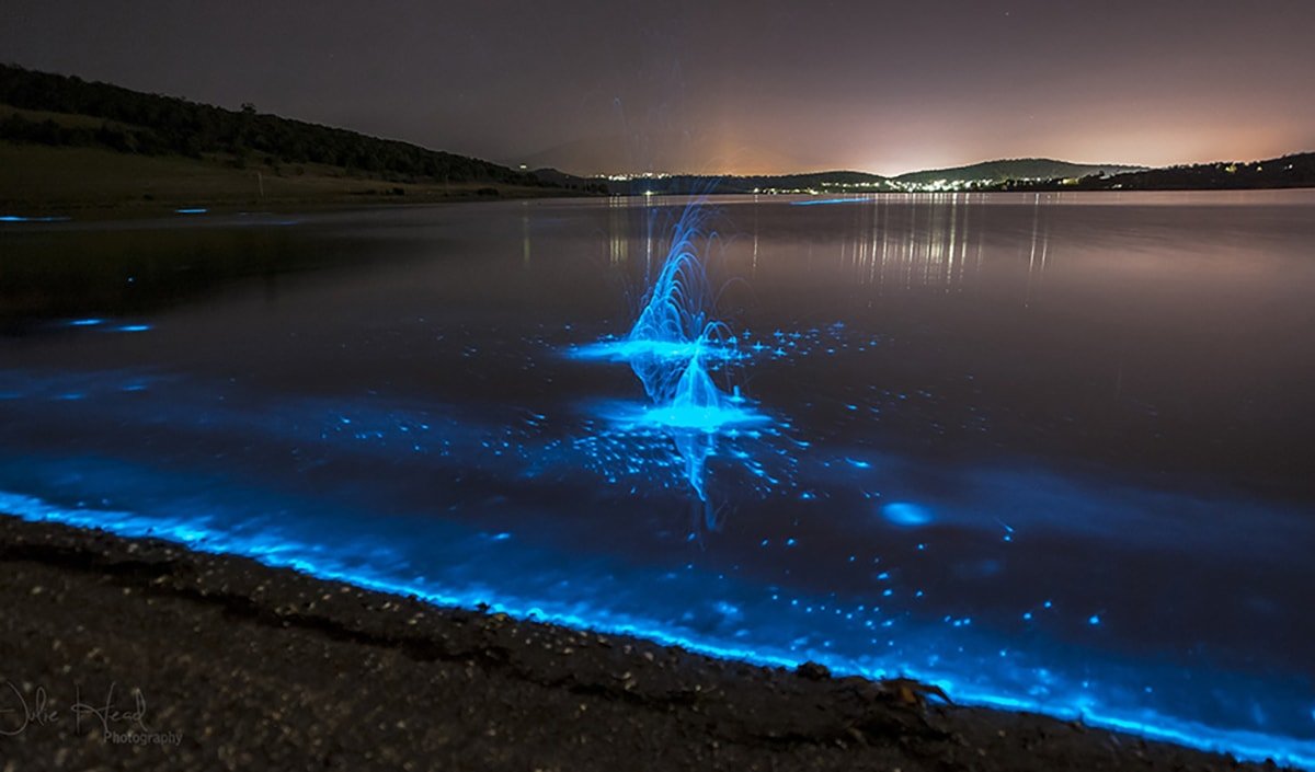 Bioluminescent beauties: Australian creatures that glow - Hasan Jasim