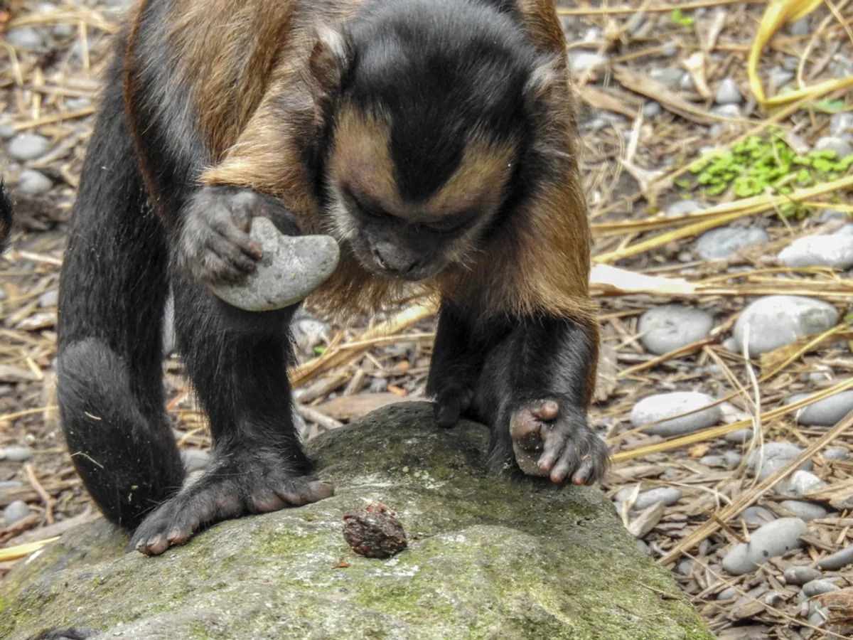 Monkeys Could Have Created Stone Age Tools in Brazil - Hasan Jasim