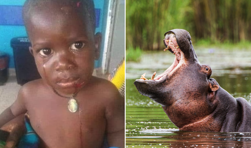 A 2-year-old boy in Uganda miraculously survived a hippopotamus attack ...