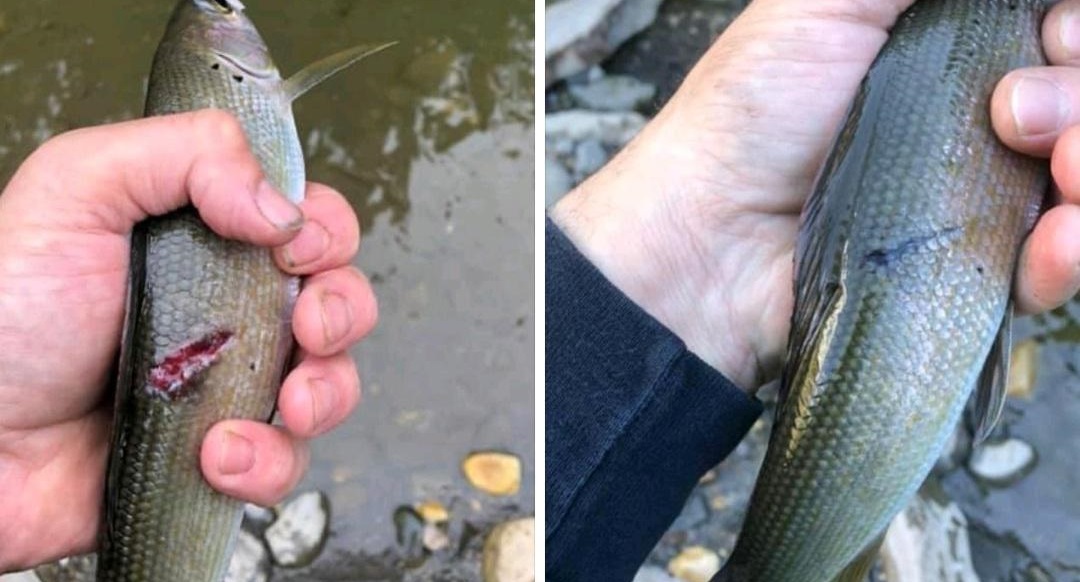 This Person Caught The Same Fish A Month And A Half Later - Hasan Jasim