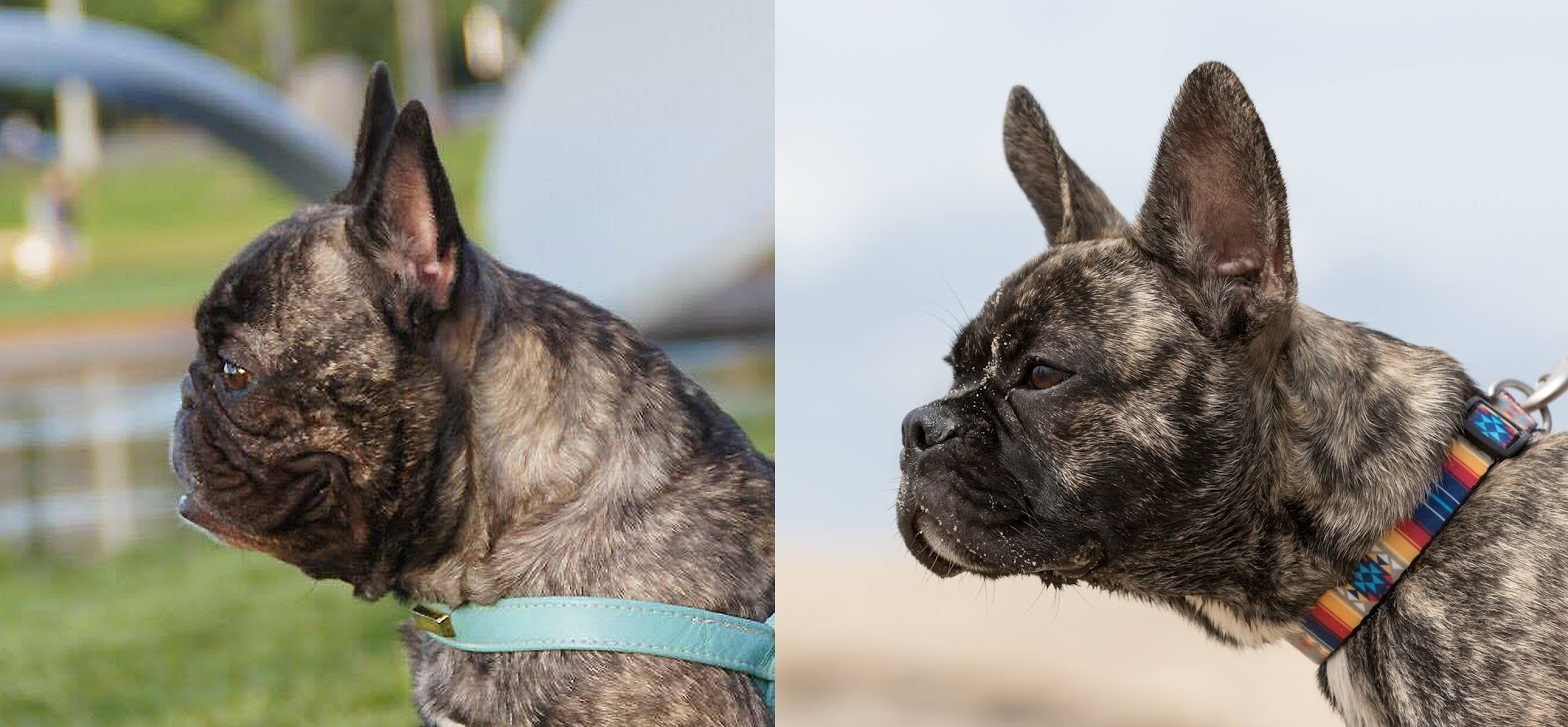 The Frenchies that win by a nose - Hasan Jasim