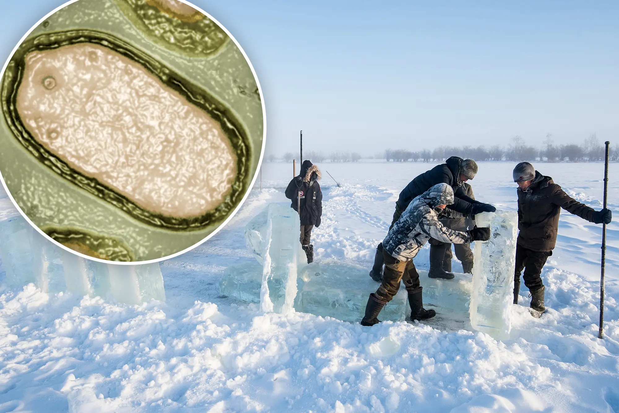 Scientists Resurrect 48,500-Year-Old “Zombie Virus” Buried in Ice ...