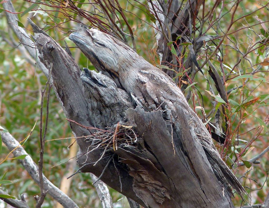 Can You Detect The Stealth Animals Hiding In All These Pictures ...
